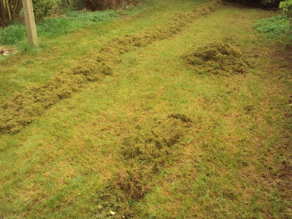 Chafer Grubs Chafer Grub Lawn Treatment Derby Lawn3