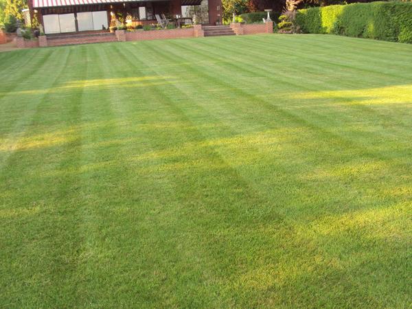Lawn Treatment Case Study